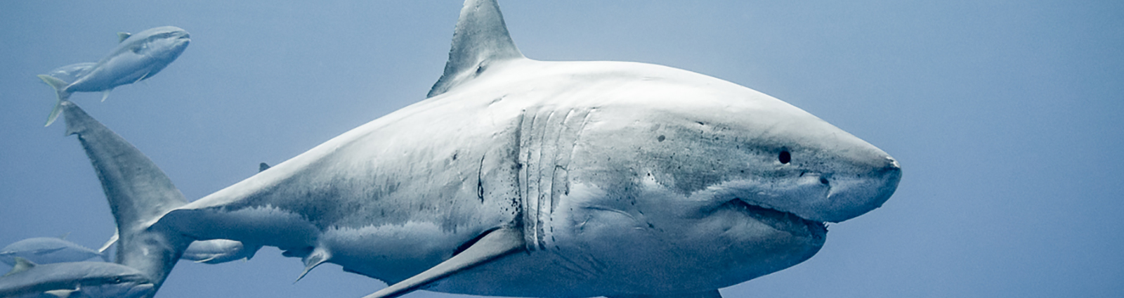 Santa Barbara Martime Museum Exhibits - Face to Face with Great Whites